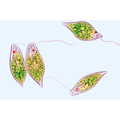 Microscopic Life in the Water Microscope Slides - LabWorld.co.uk